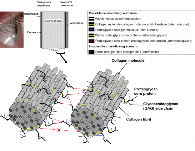 MECHANISM OF CROSS-LINKING | UK Cross-linking Consortium